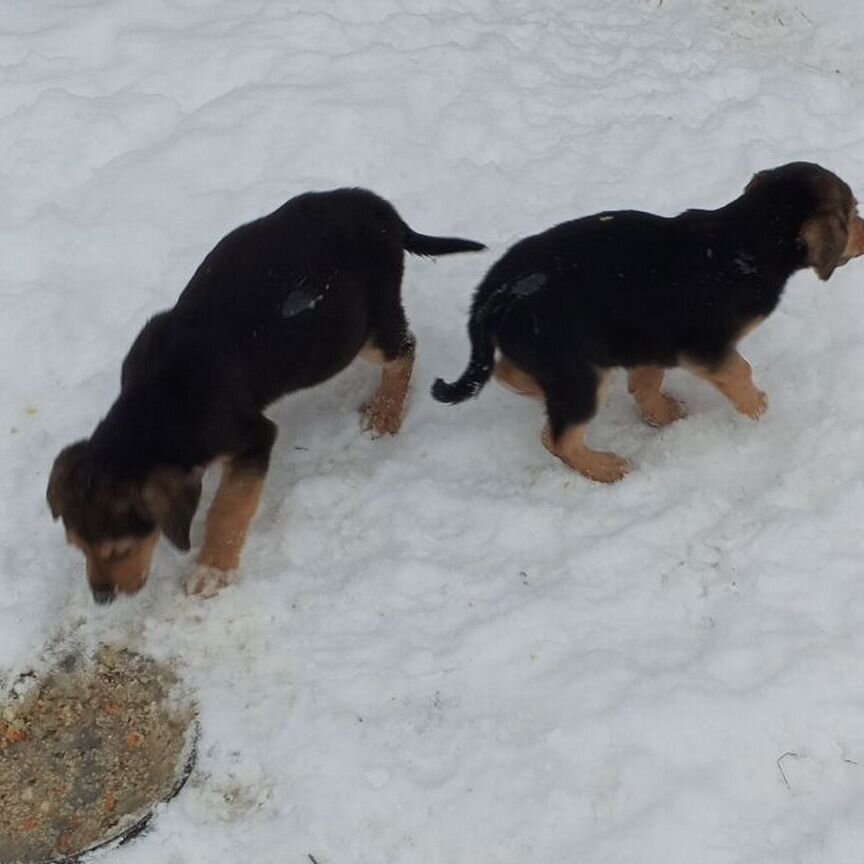 Щенок от частного владельца