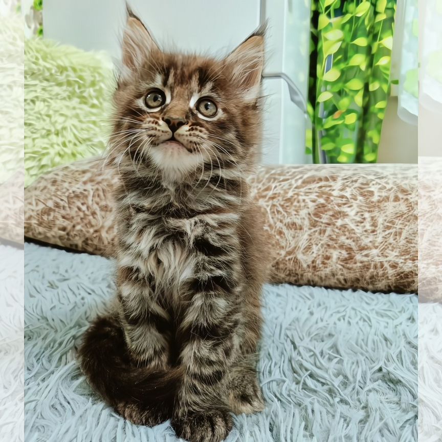 Мейн-кун котёнок