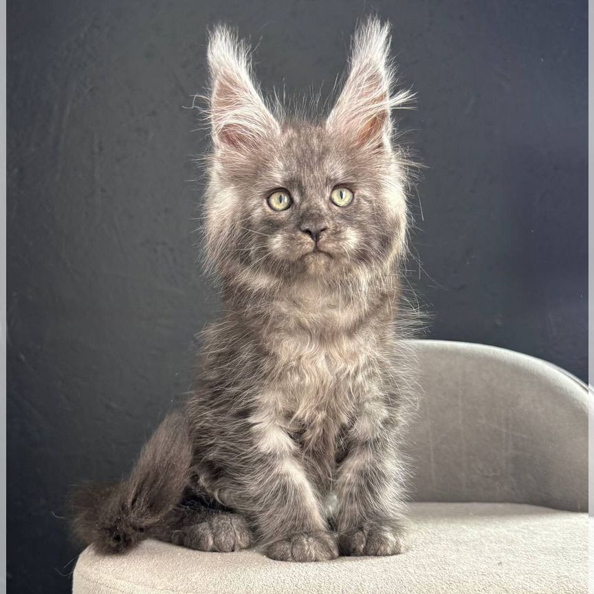 Мейн-кун котёнок