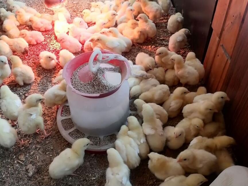 Цыплята марка кобб 700