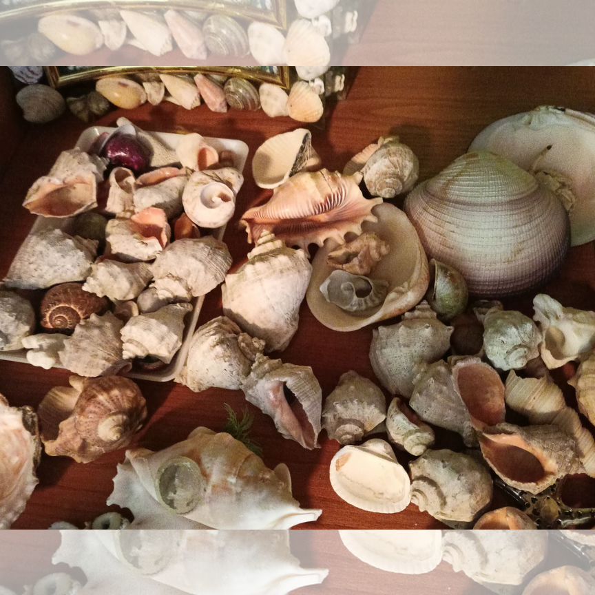 Ракушки. морские пакетом