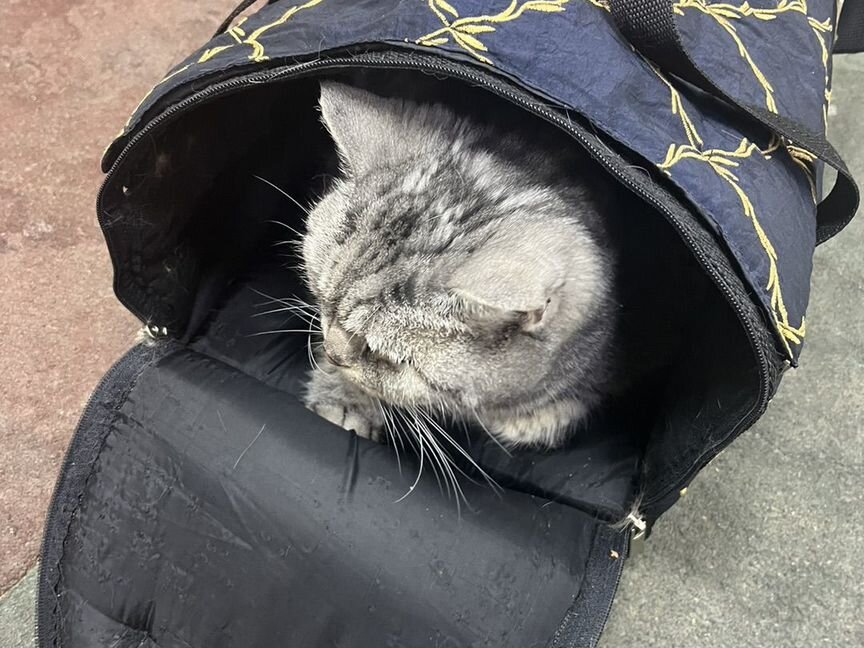 Отдам бесплатно кошку/кота в добрые руки