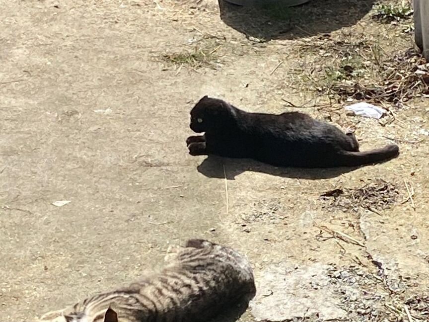 Отдам в добрые руки котят