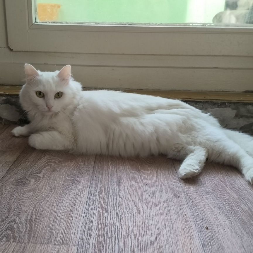 Взрослая, кошка в добрые руки