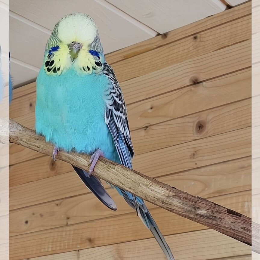 Ручной выставочный волнистый попугай самка ввп чех