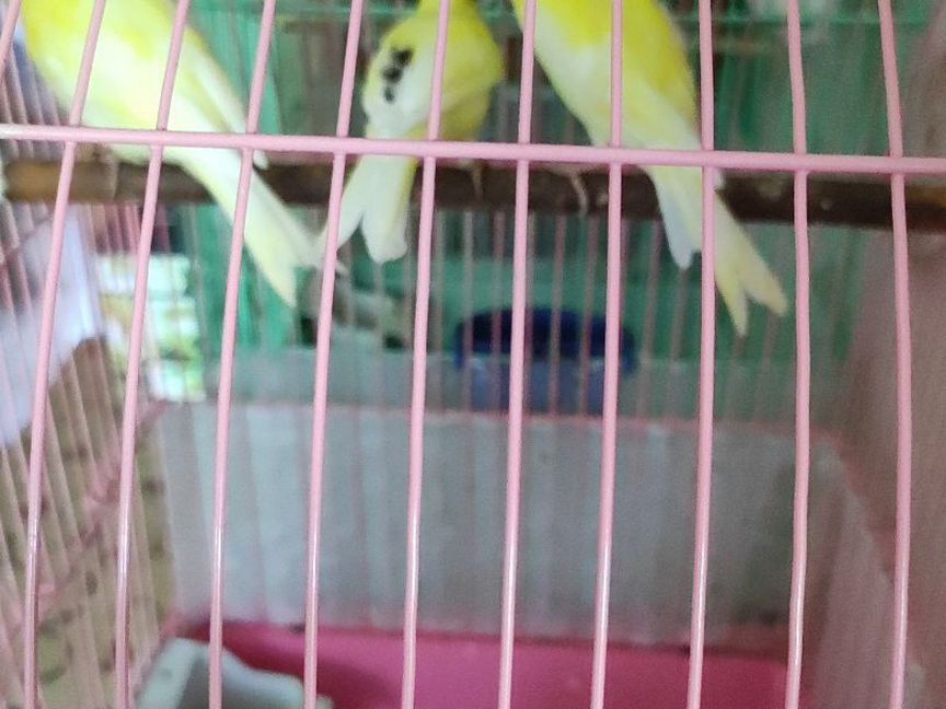 Кенара и канарейки Копейск