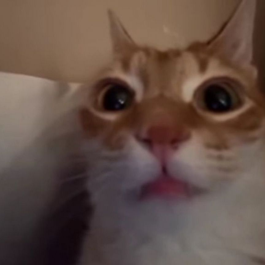 Котик обормотик