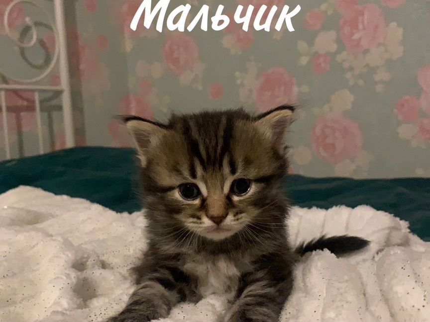 Шотландские котята