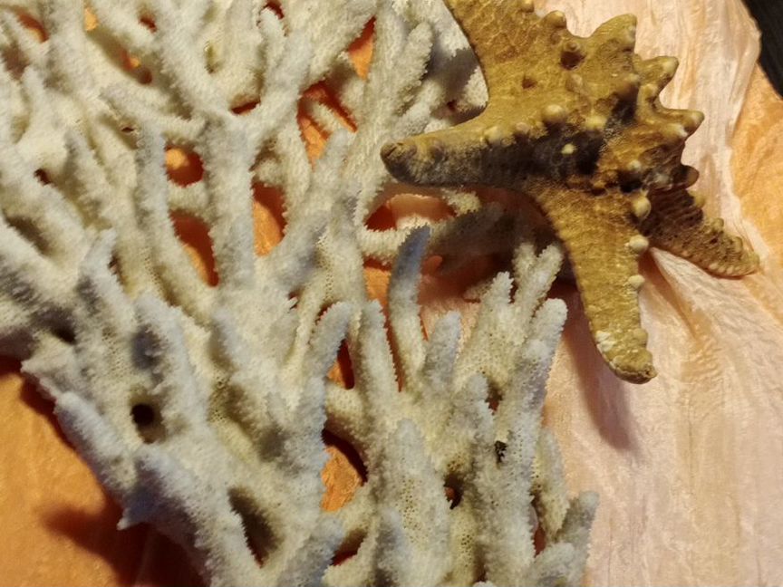 Морской лот" Коралл и Морская звезда