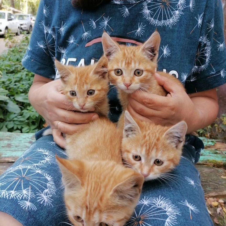 Котята в добрые руки