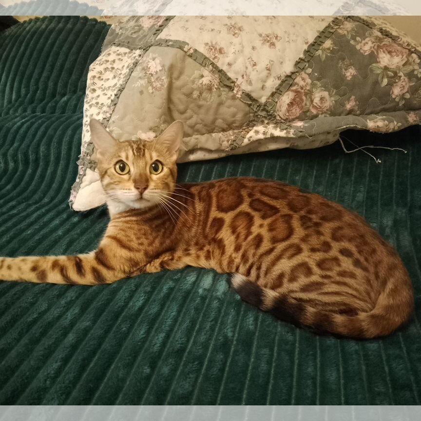 Бенгальская кошка с документами