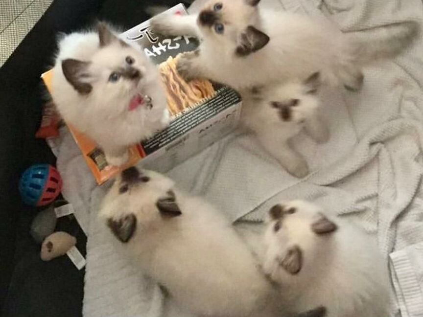 Чудесные тайские котята