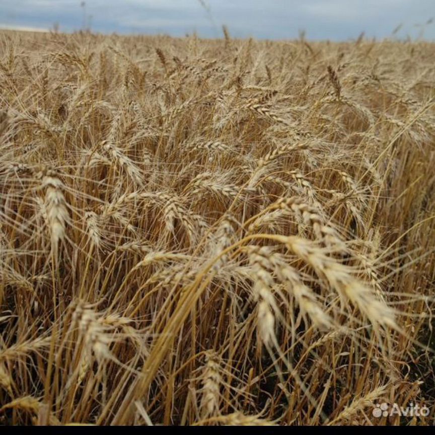 Зерно. Зерноотходы