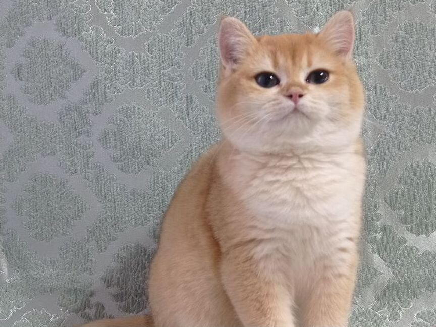 Британские кошечка и котик 6 мес
