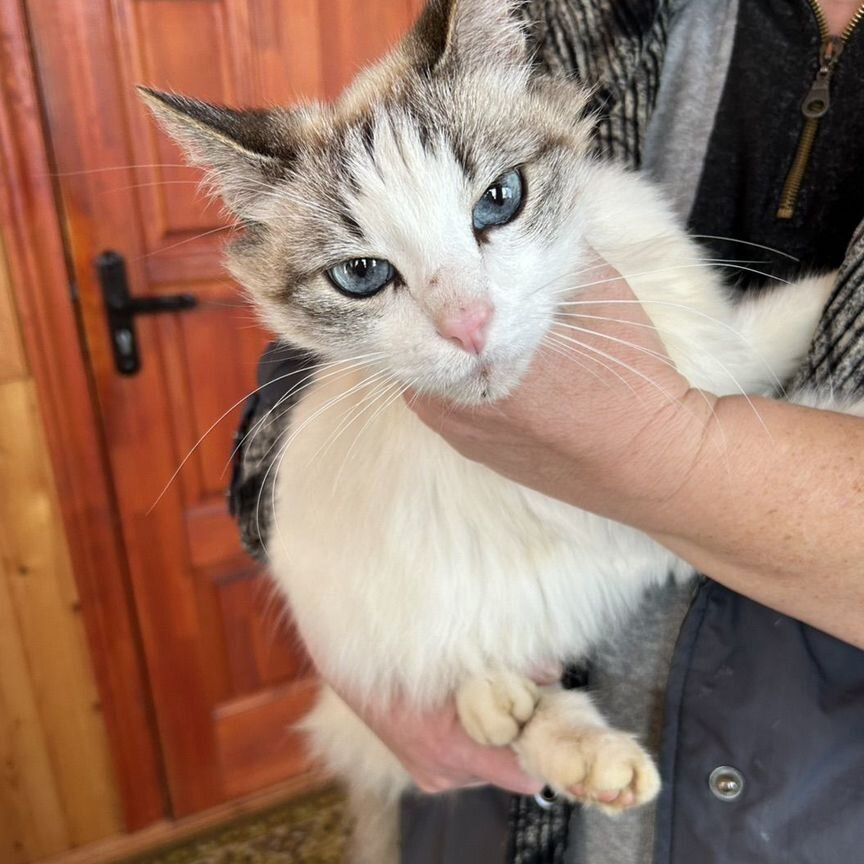 Взрослая кошка в добрые руки