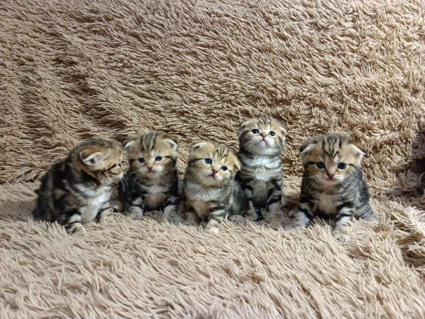 Шотландские вислоухие котята