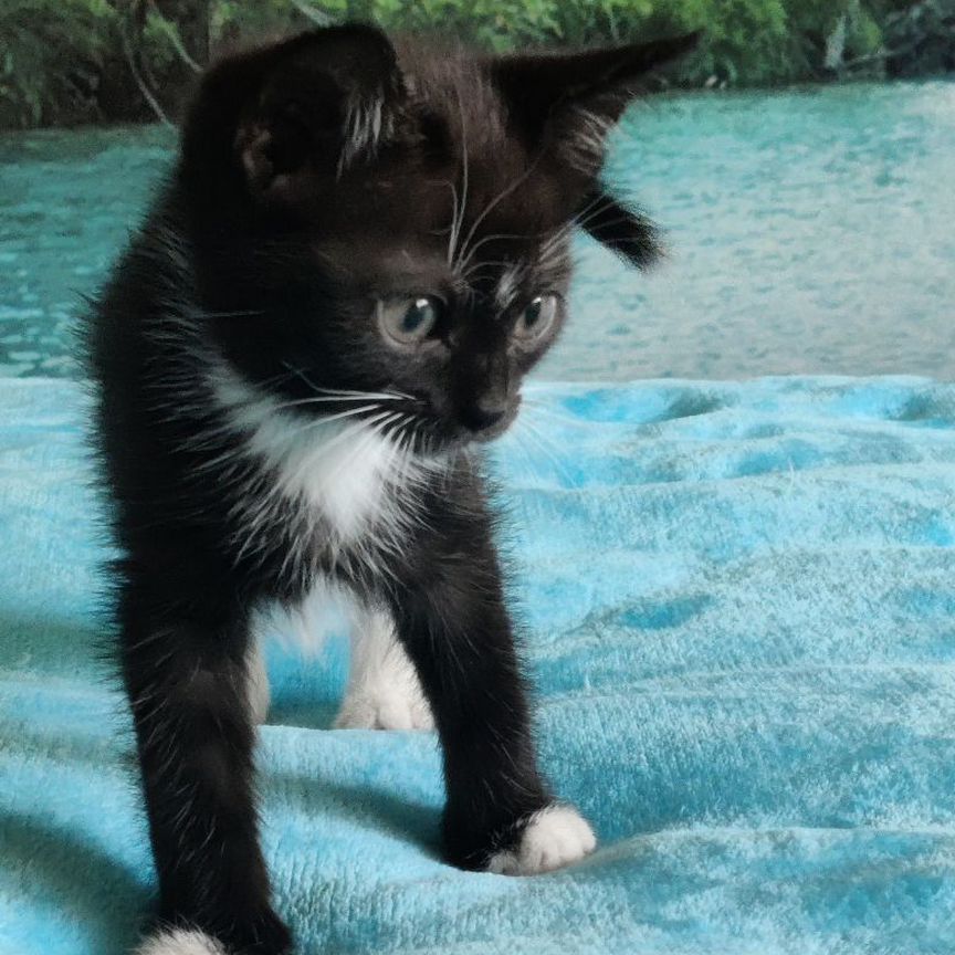 Британские котята