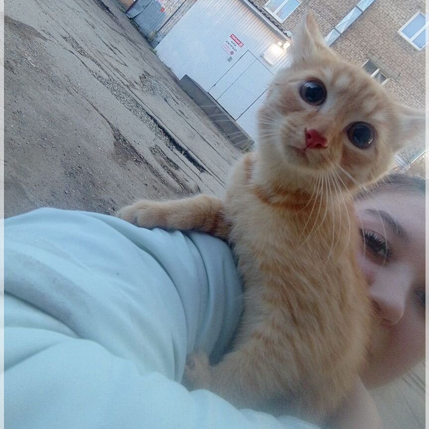 Котёнок в добрые руки