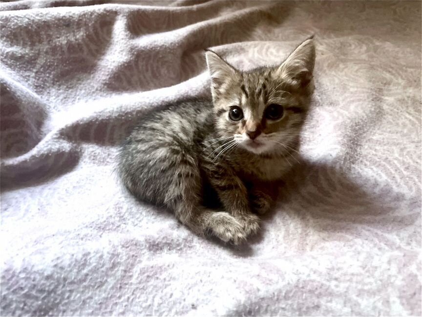 Кошечки