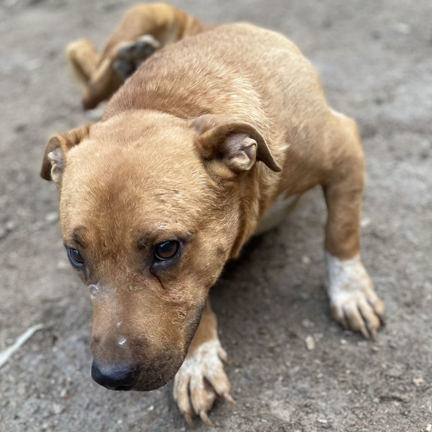 Бультерьер