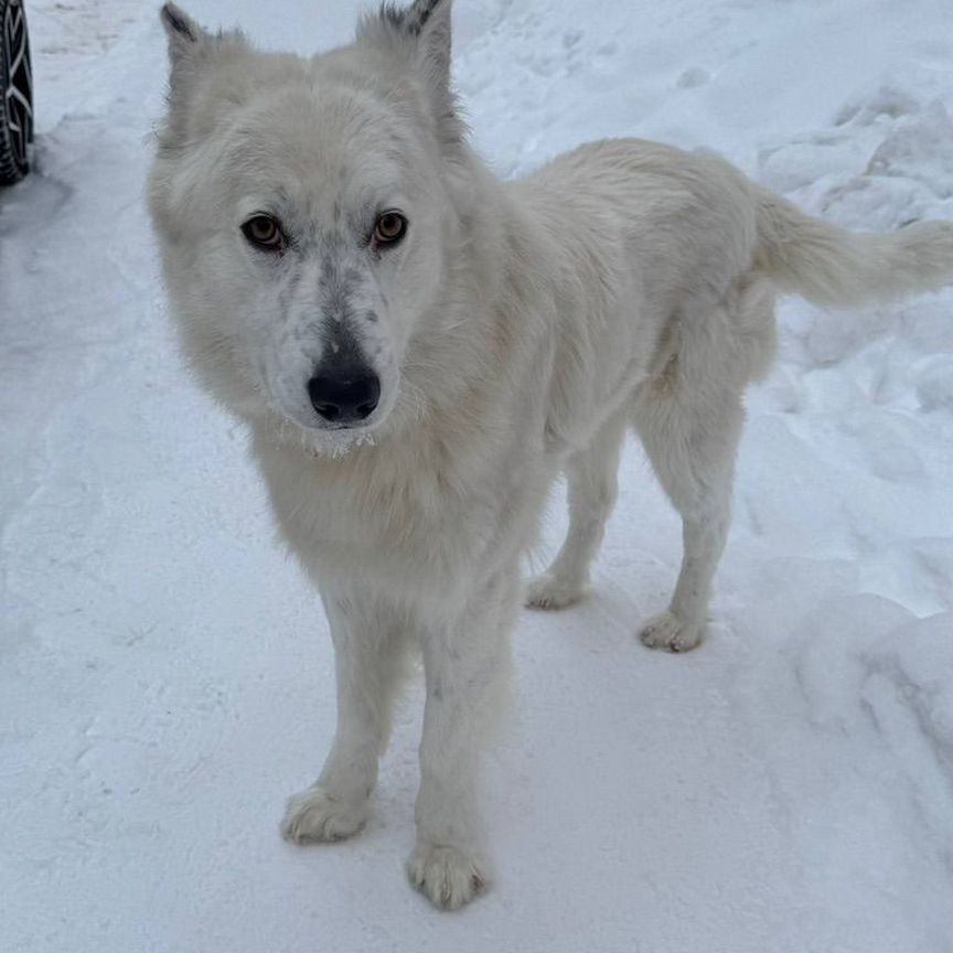 Взрослая собака в добрые руки