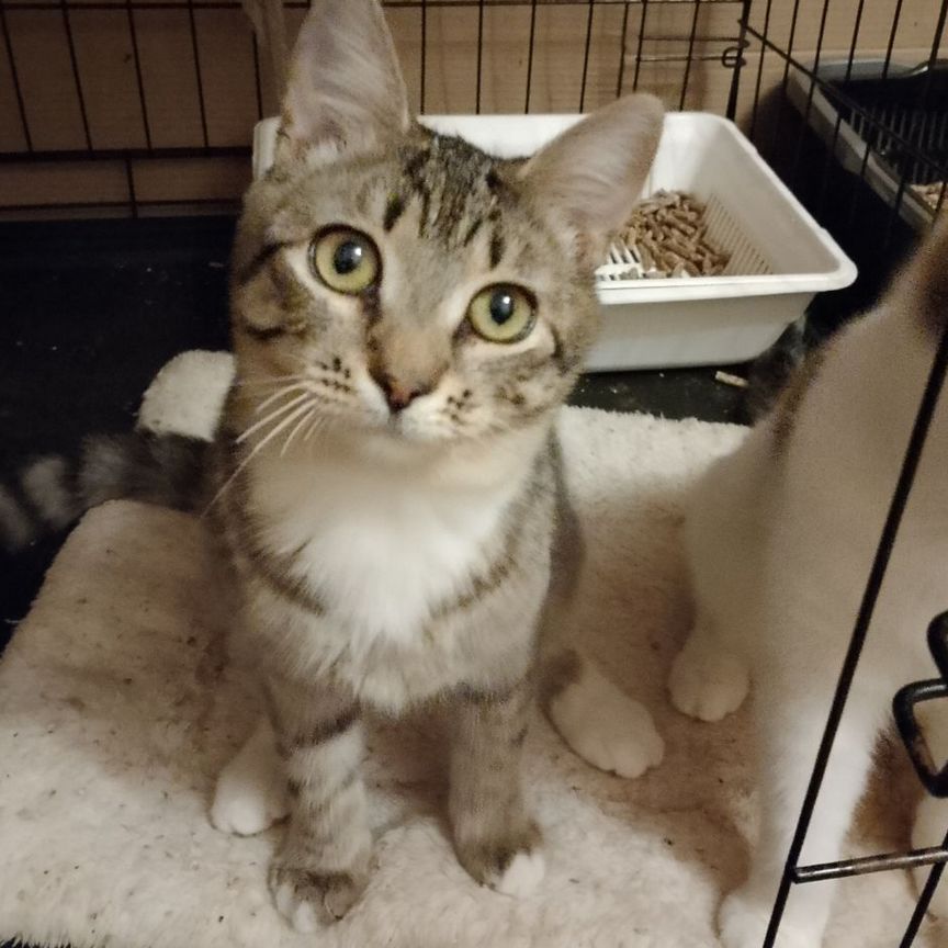 Котёнок в добрые руки