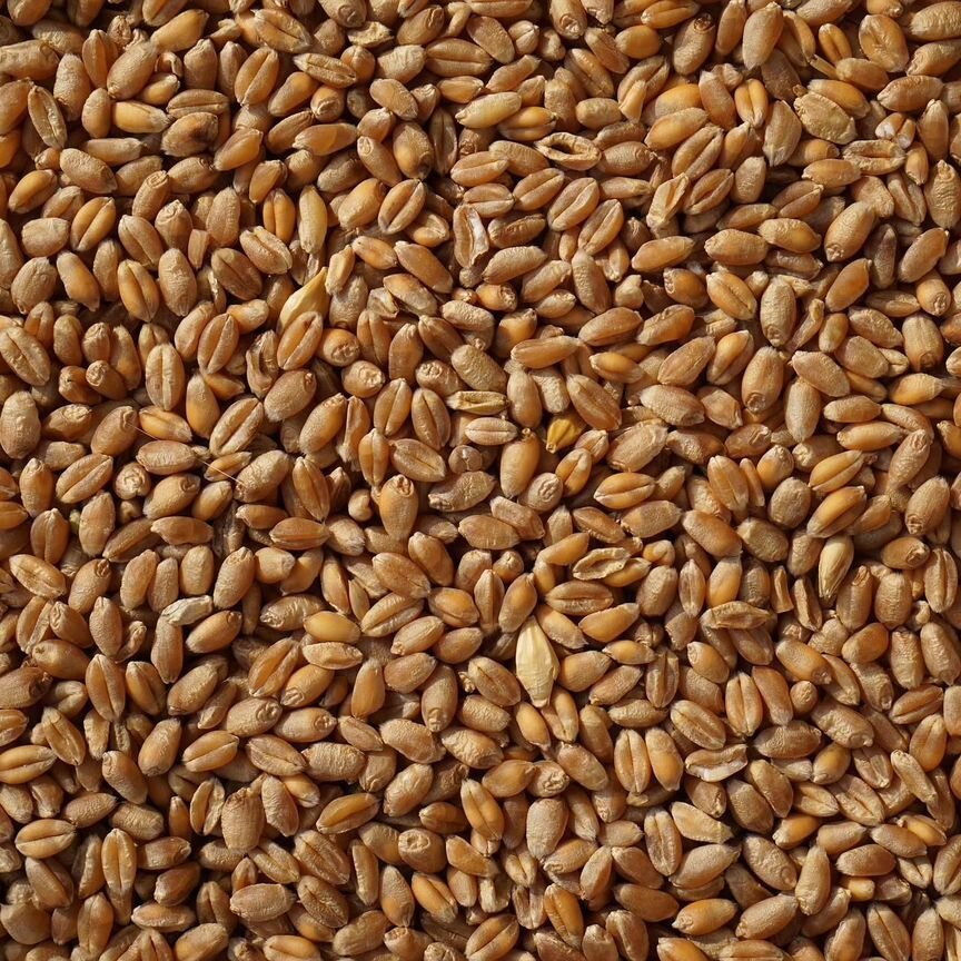 Пшеница 3 класс