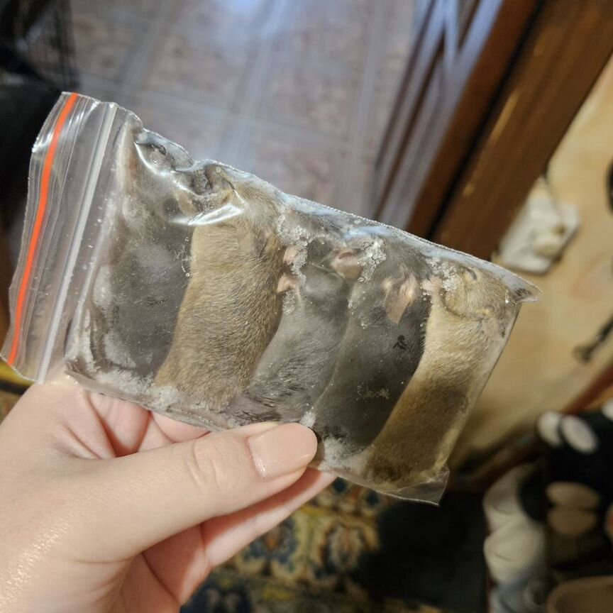 Кормовые мыши бегунки замороженные 14шт