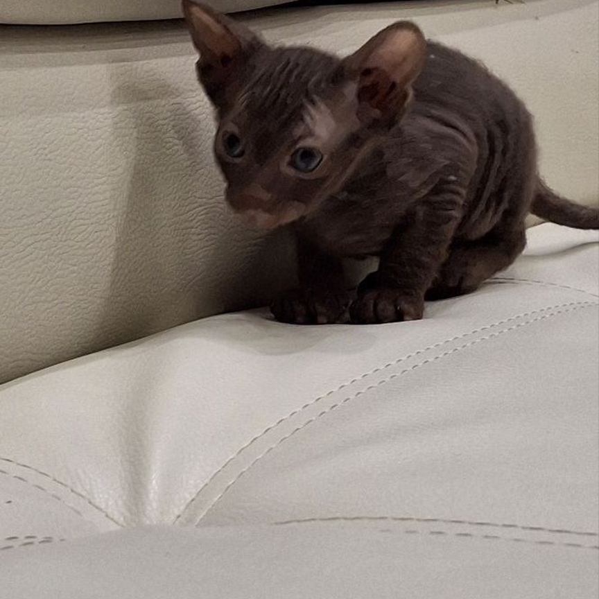 Канадский сфикс (велюровые)