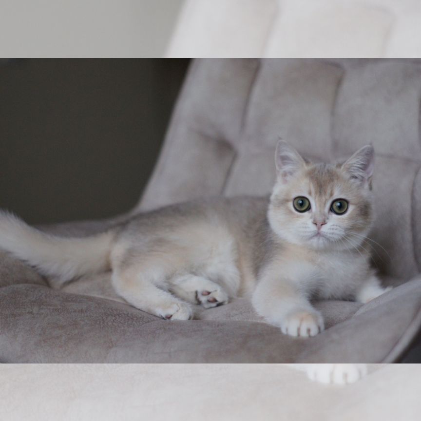Британская кошечка