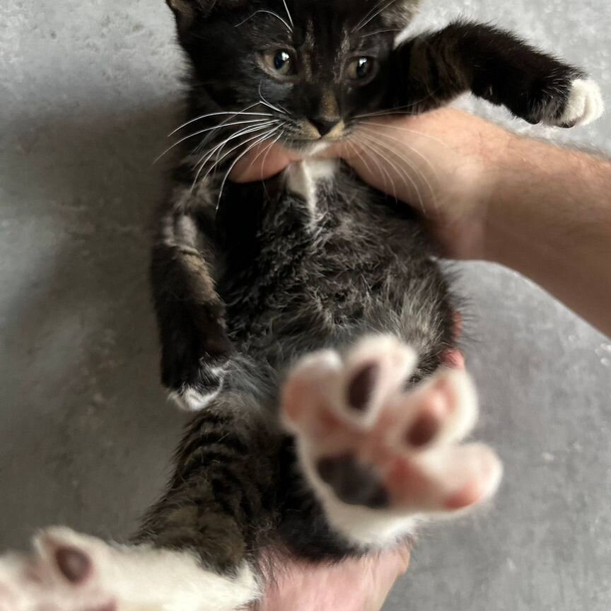 Котенок мальчик ищет дом