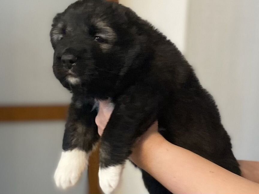 Кавказская овчарка девочка