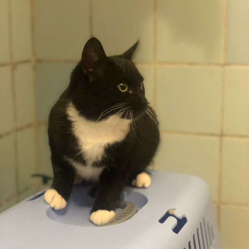 Котята в добрые руки мальчик