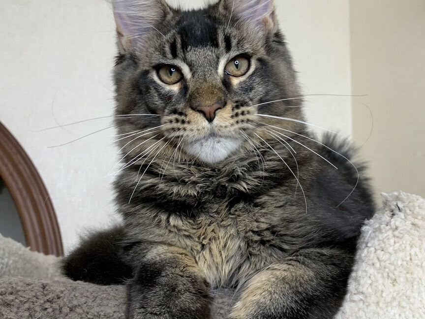 Мейн-кун тикированный мальчик