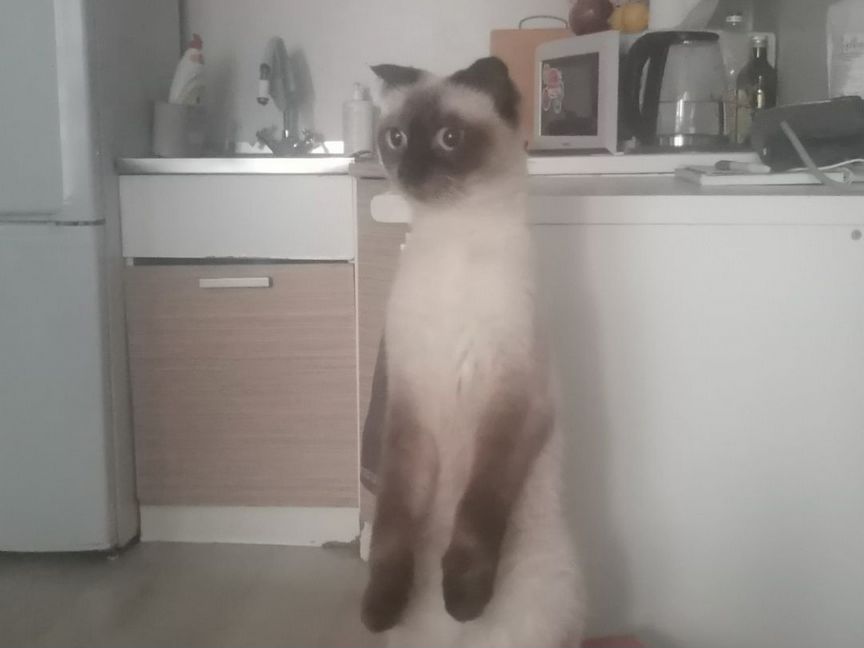 Тайская кошечка в добрые руки