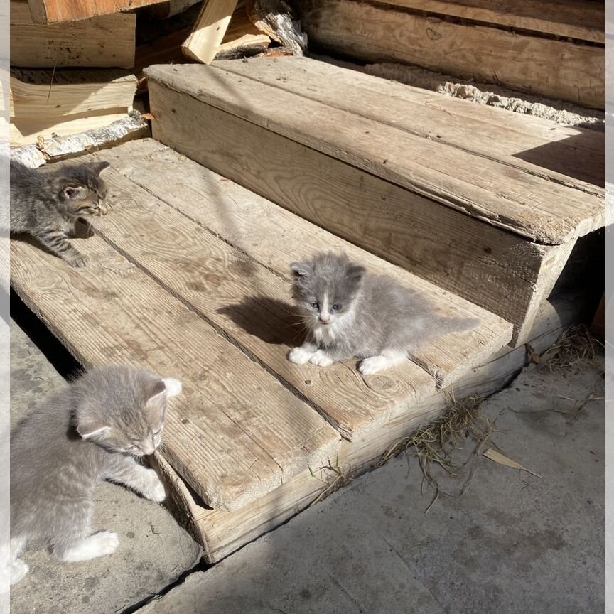 Котята в добрые руки бесплатно