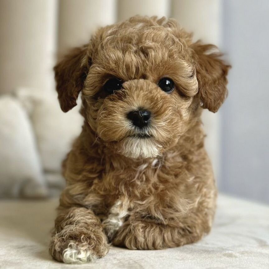 Мальтипу f1 мальчик