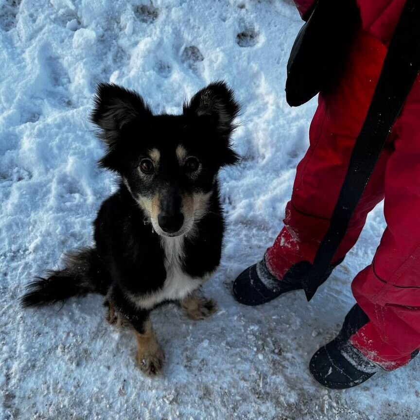 Собака в добрые руки