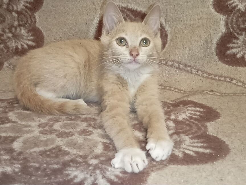 Персиковый малыш в добрые руки