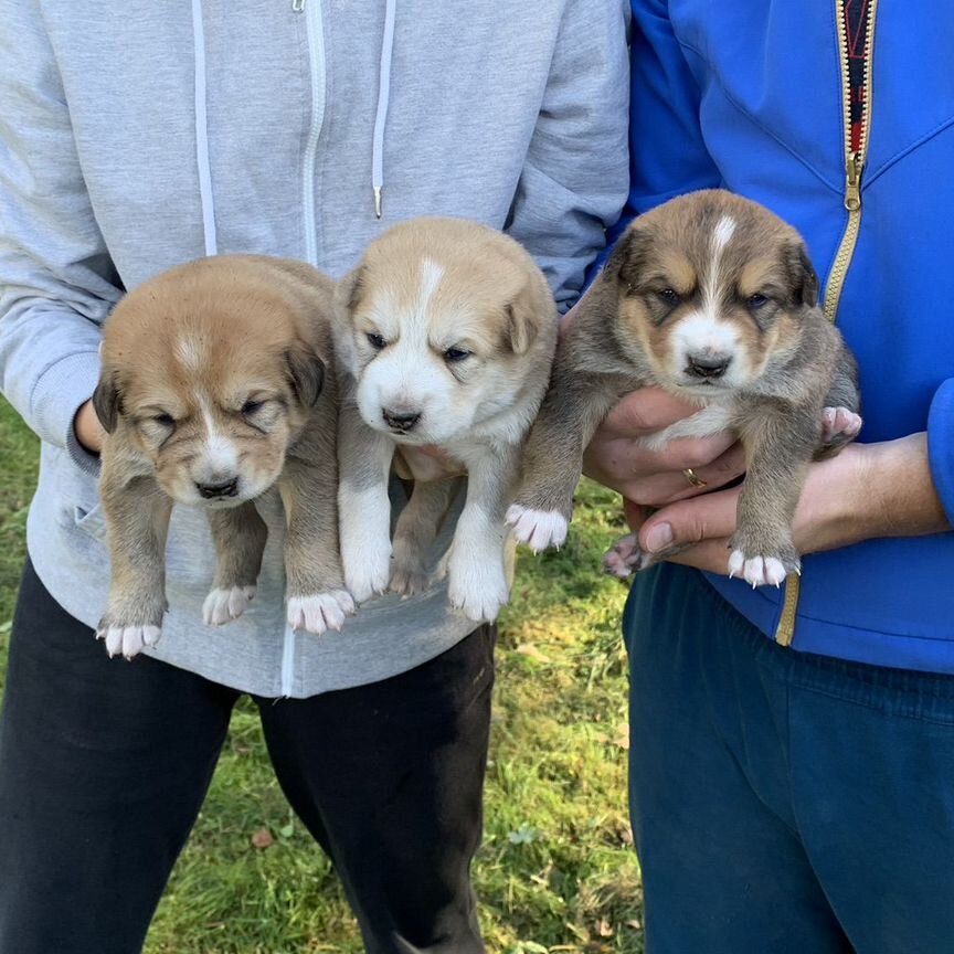 Щенки западно сибирской лайки
