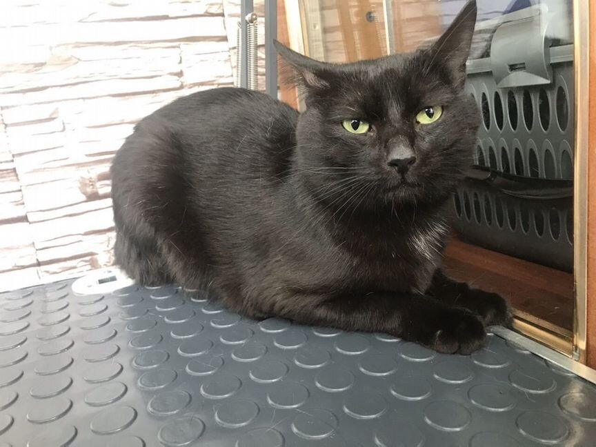 Кот в добрые руки