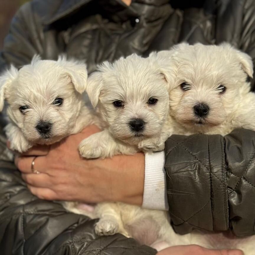 Вест-хайленд-уайт-терьер, щенок