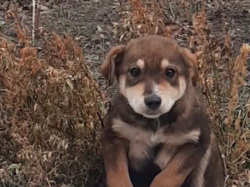Щенок в добрые руки бесплатно