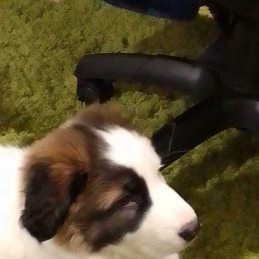 Щенок