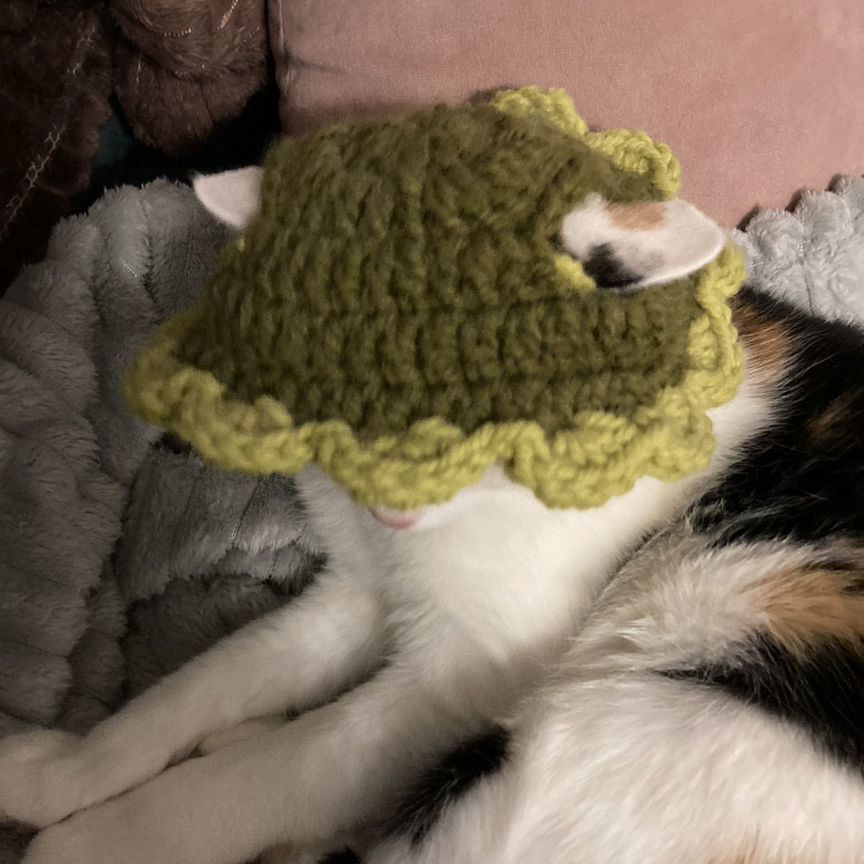 Панама для кошки