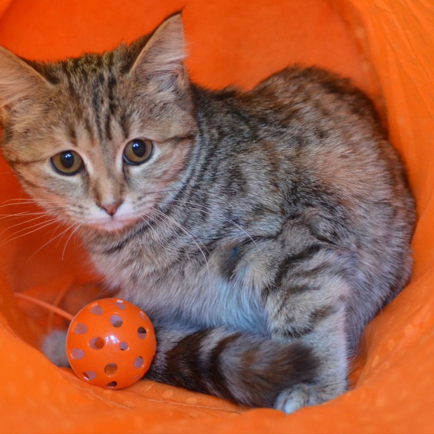 Малышка лесного окраса в дар