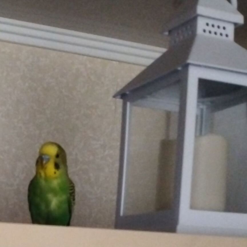 Волнистый попугай