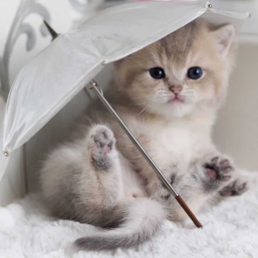 Шикарный британский котенок