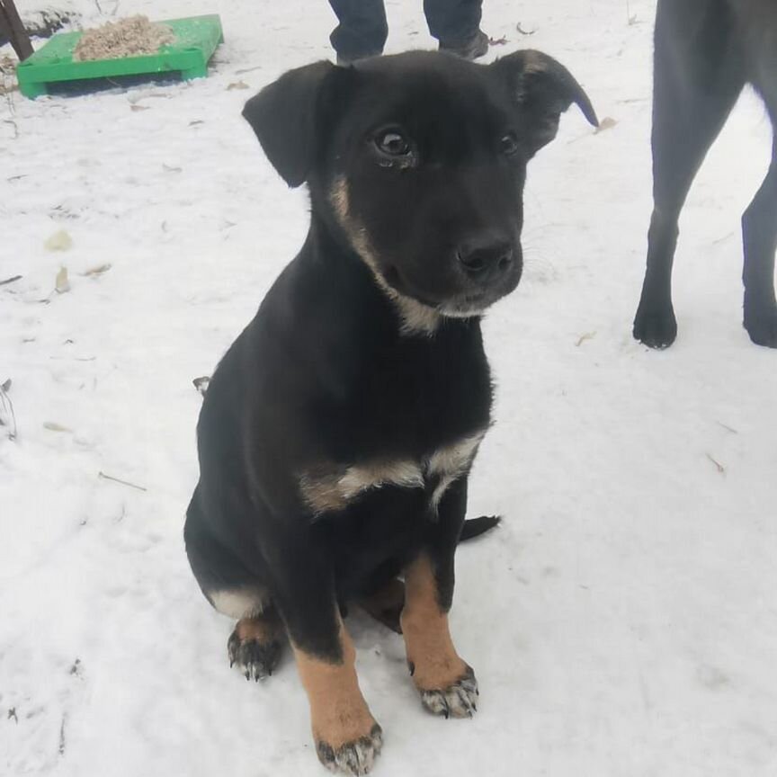 Щенок в добрые руки