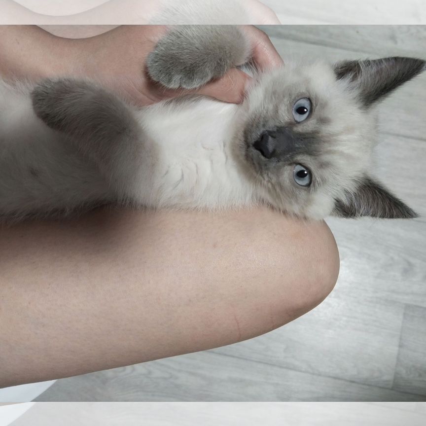 Тайский котёнок